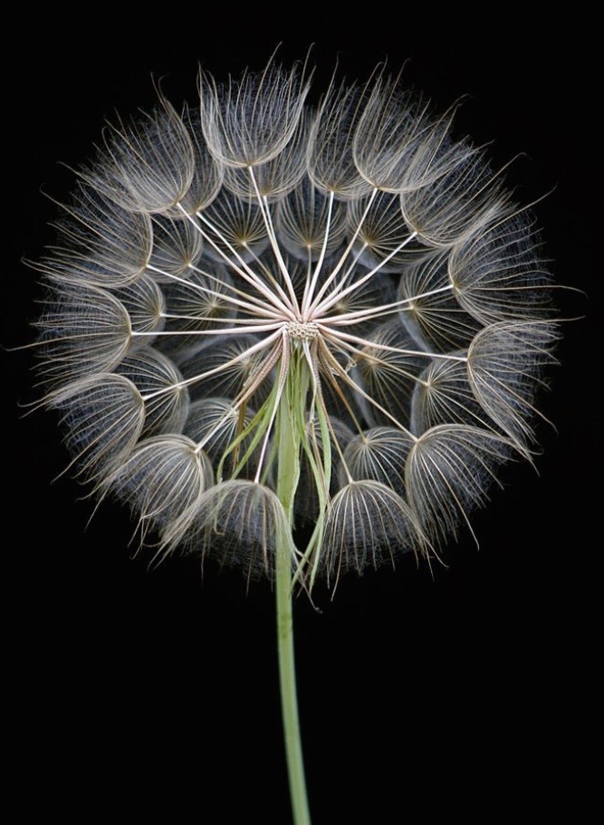 Dandelion Puffs – 4th Grade – Art with Mrs Filmore